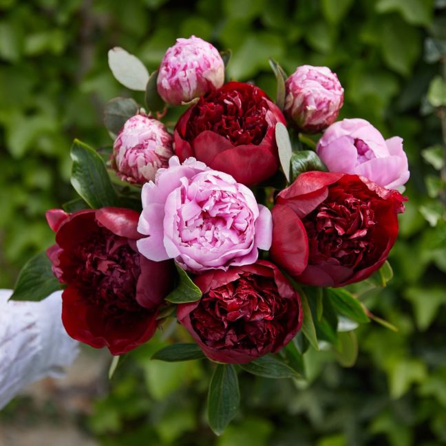 Livraison de bouquets de fleurs à domicile en 24h - Les Fleurs de ...