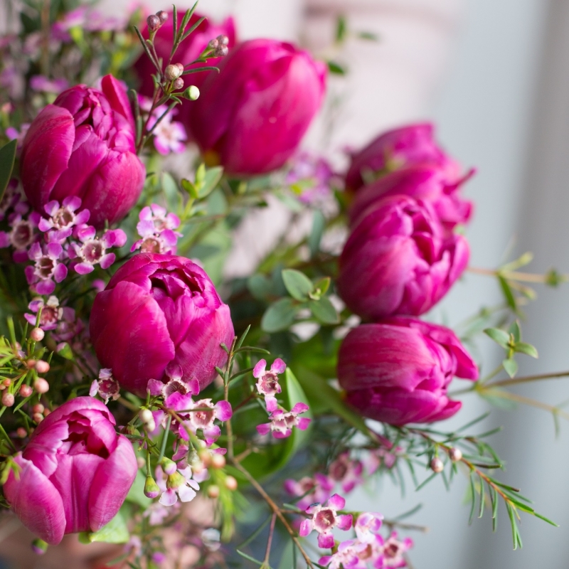 Tulipes made in France - Livraison partout en France en 24h - Les ...